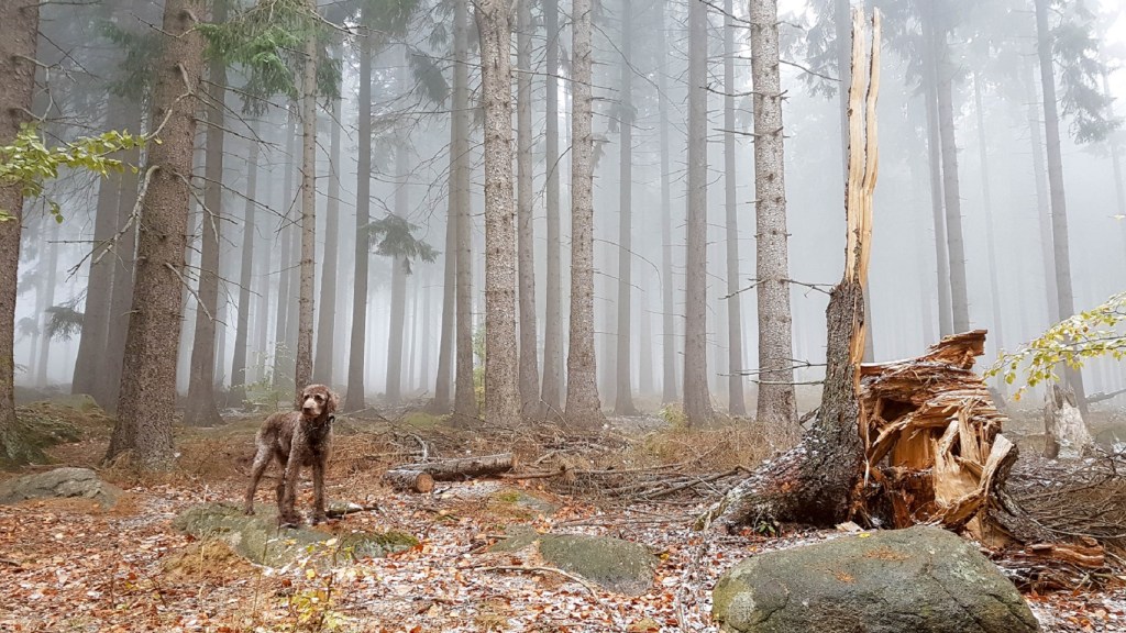 Meine 7 schönsten Fotos aus dem Harz [Fotoparade 2-2018] – anwolf.blog